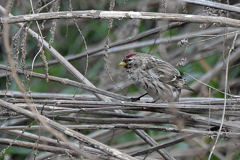5年ぶりの出会い: 野鳥通信…対馬から（2）