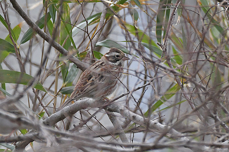 自宅周りで: 野鳥通信…対馬から（2）