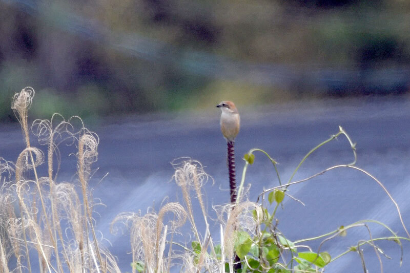 さっきまでいた！: 野鳥通信…対馬から（2）